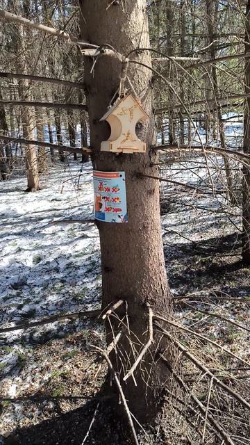 Новая кормушка в ельнике
