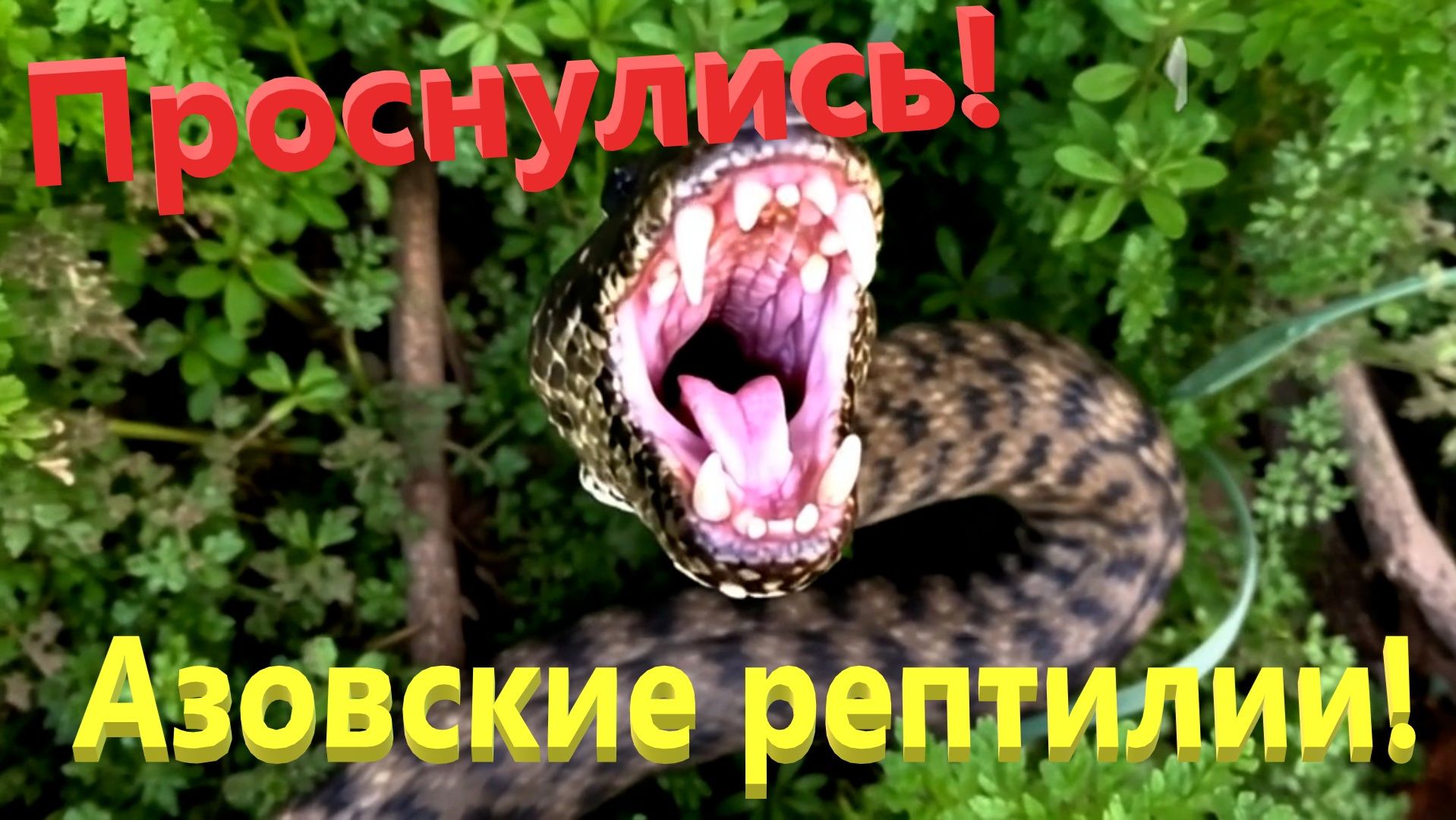 Азовские рептилии проснулись. Опасны или нет? Ейск.