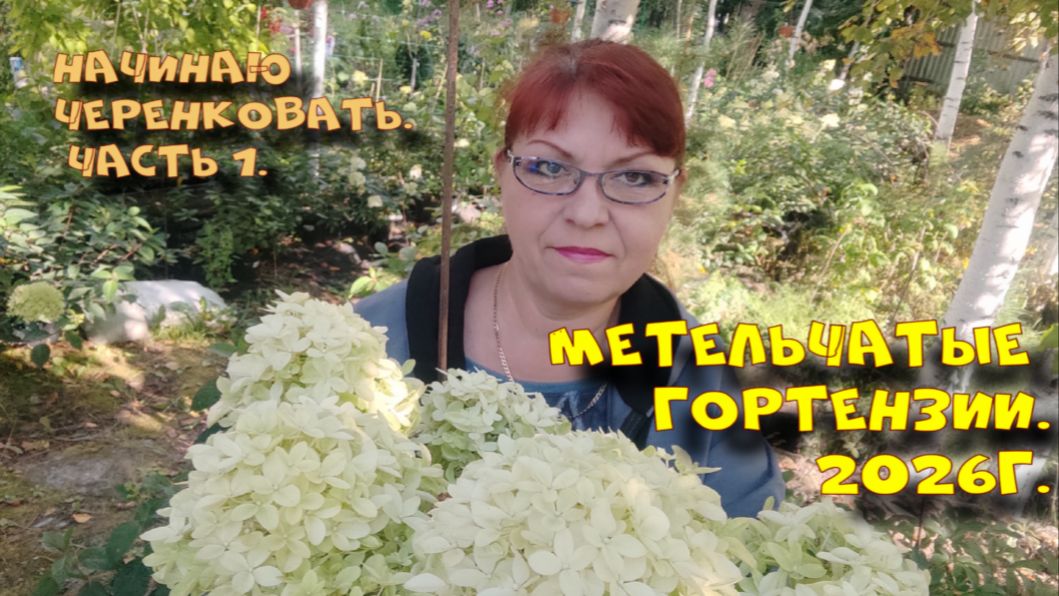 ГОРТЕНЗИИ. Начинаю черенковать метельчатые ...