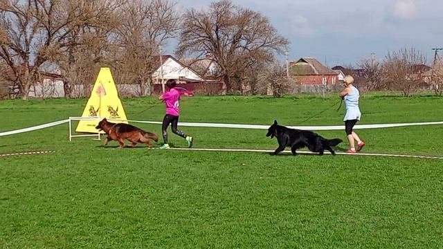 ЮНИОРЫ КОБЕЛИ ДШ / КЧК КРАСНОДАР 28 марта`26 З.Данильченко Моно немецких овчаро