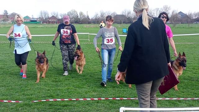 ЮНИОРЫ СУКИ / КЧК КРАСНОДАР 28 марта`26 З.Данильченко Моно немецких овчарок