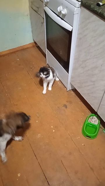 Подружиться не получилось