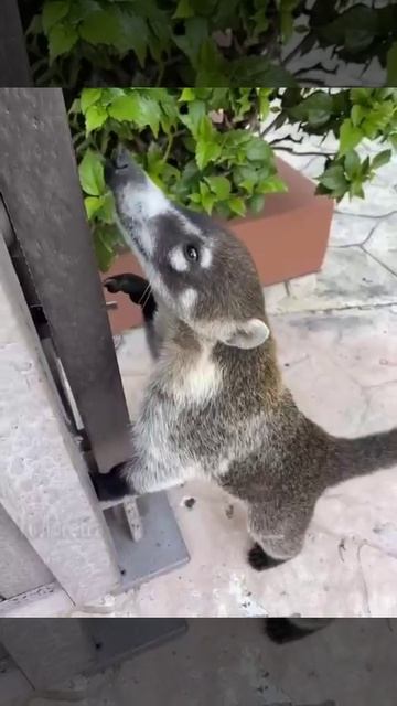 Носоухи неопасны, если не проявлять к ним агрессию