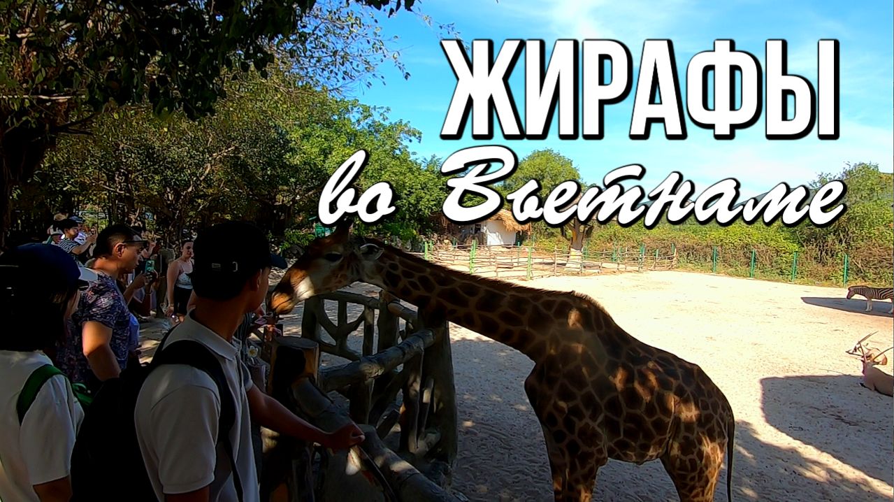 Где увидеть жирафов во Вьетнаме? Зоопарк на острове Vinpearl (VinWonders)