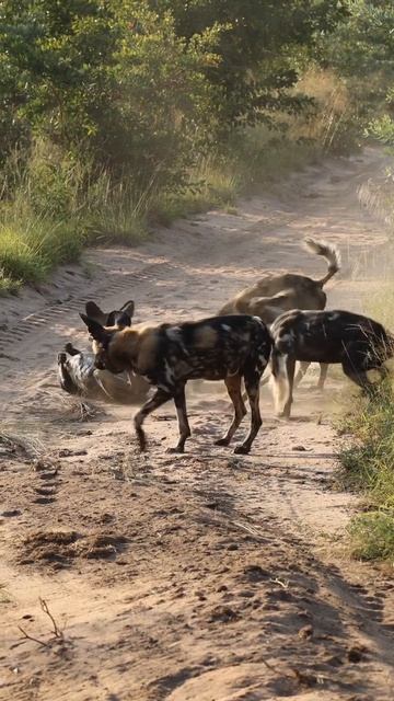 Пятнистые гиены валяются на песке