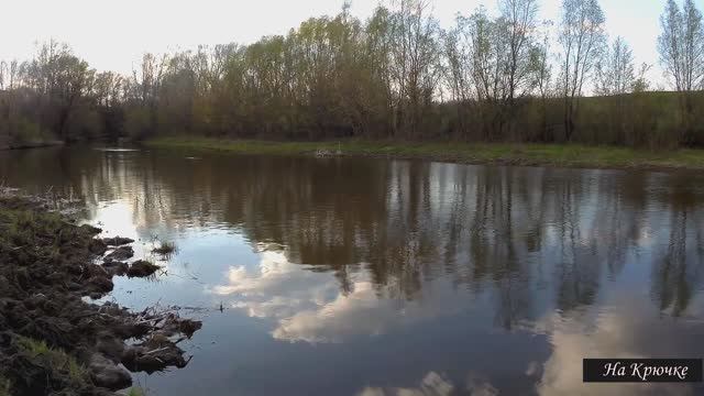 Весенний голавль на донки. 14 серия. Голавль на мелководьях. Голавль на печень.