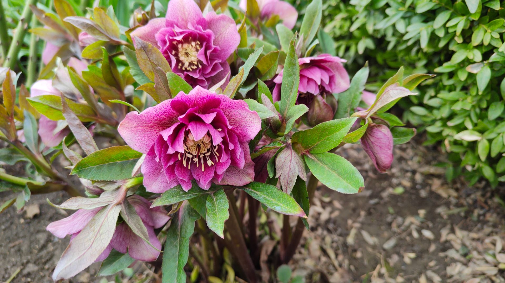 Цветут махровые и простые морозники, отвечаю на вопросы 25 и 26 марта 2026 г. Пятигорск