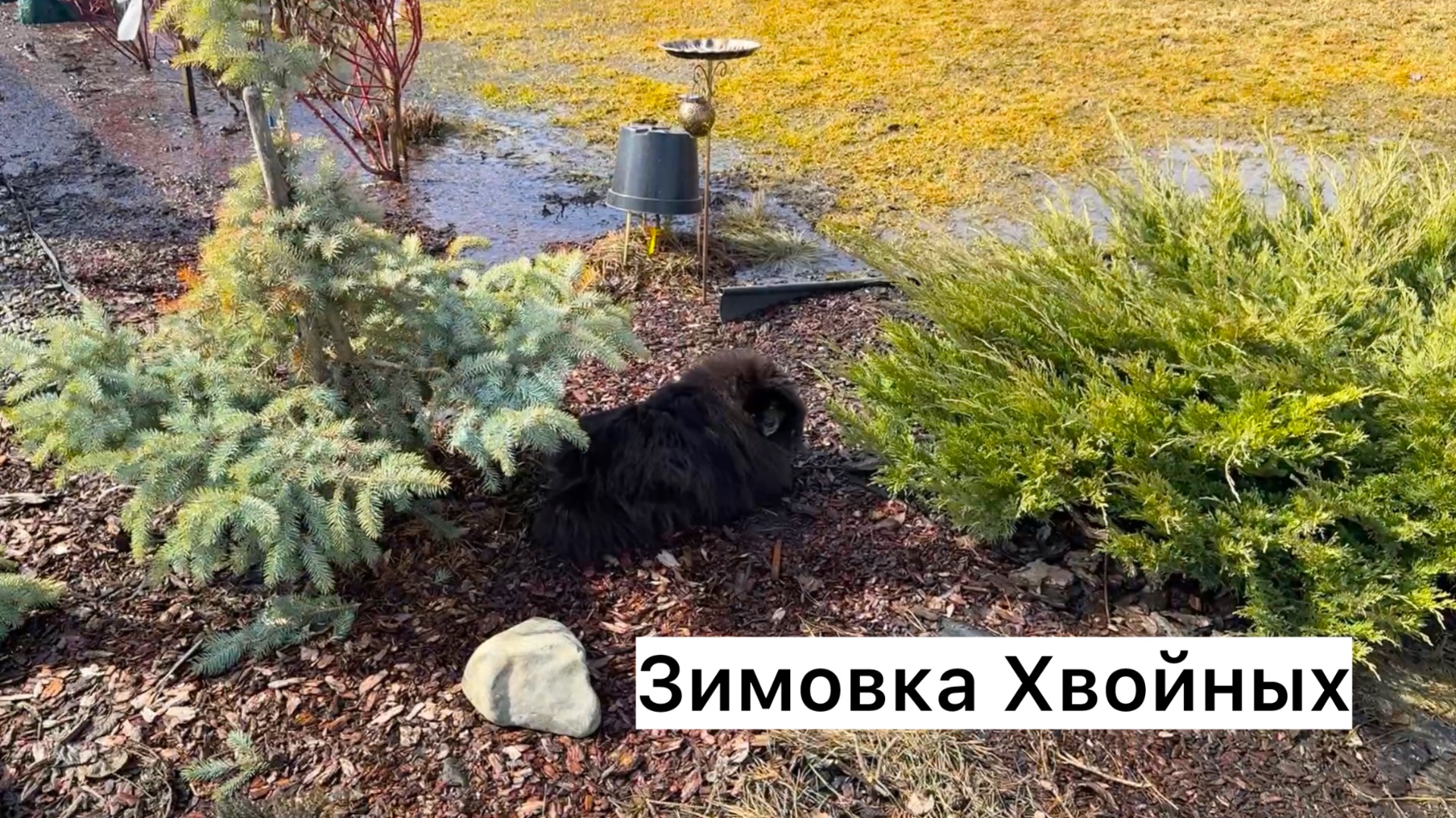 САД после зимы! Первые результаты зимовки, краткий обзор!