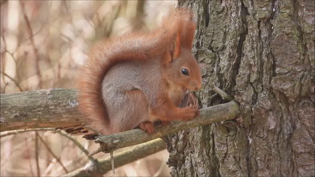 Белка в ботаническом саду, город Минск, Белоруссия