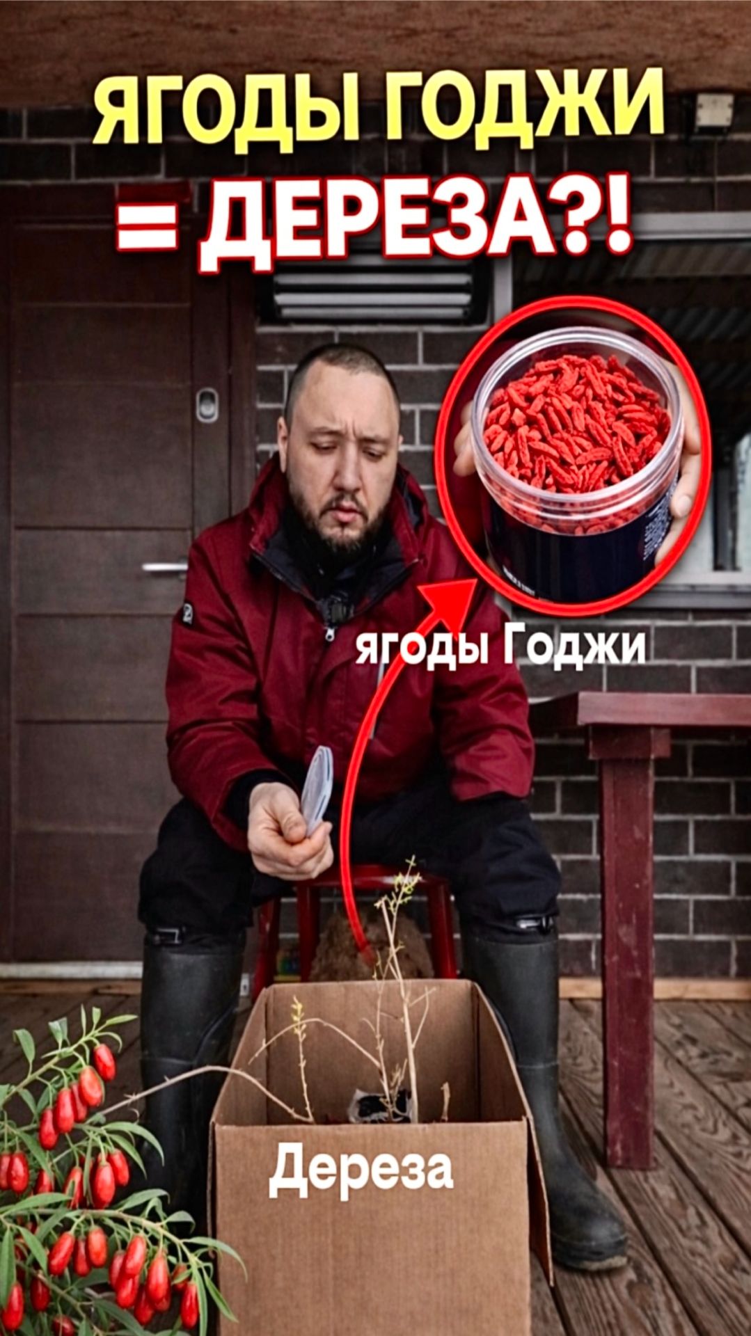 Ягода Годжи оказалась Дерезой обыкновенной