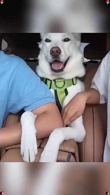 какие они замечательные