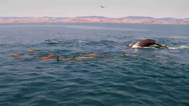 МЕЛОДИИ, КОТОРЫЕ УСПОКОЯТ И ПОМОГУТ РАССЛАБИТЬСЯ