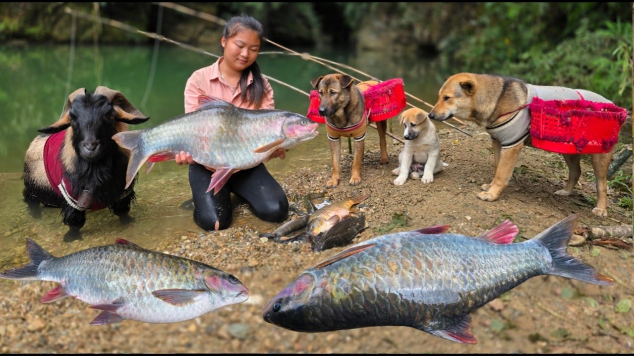 Вьетнамская девочка ловит гигантскую речную рыбу с помощью собаки и козы.