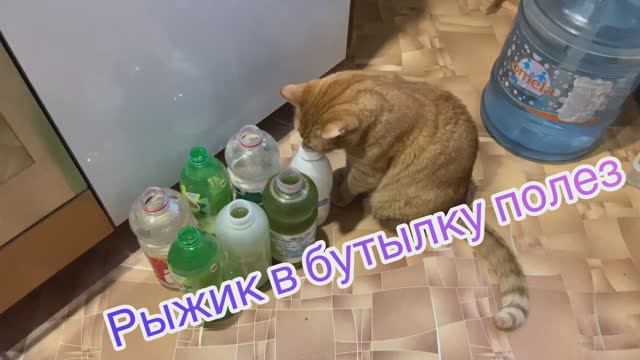 Рыжик в бутылку полез