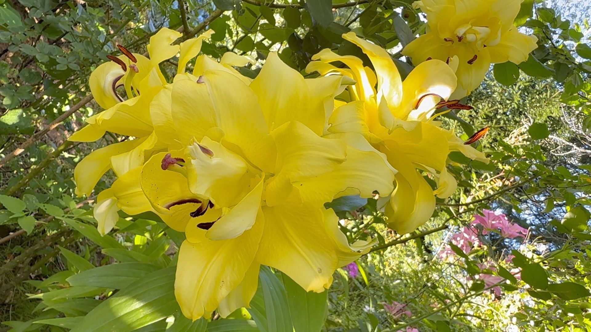 Август в Саду 14 августа 2025 часть 4