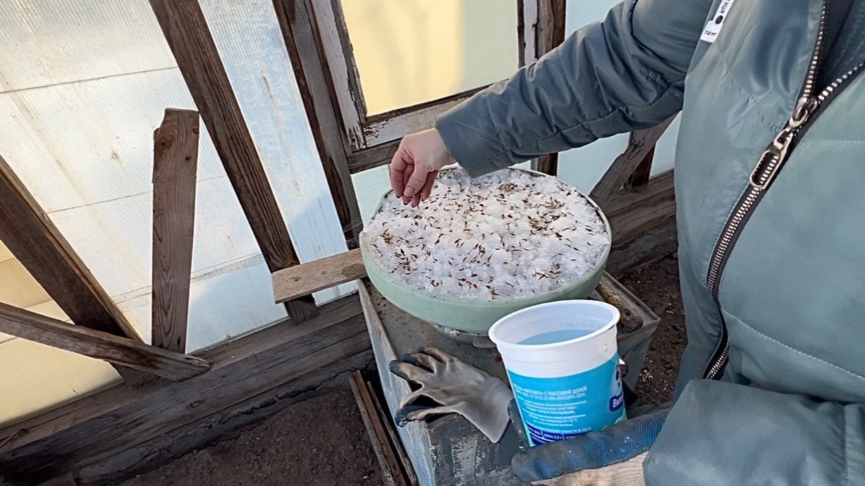 28 марта. НА ДАЧЕ. Часть 2. Посадка цинии в теплице. Талая вода 💧