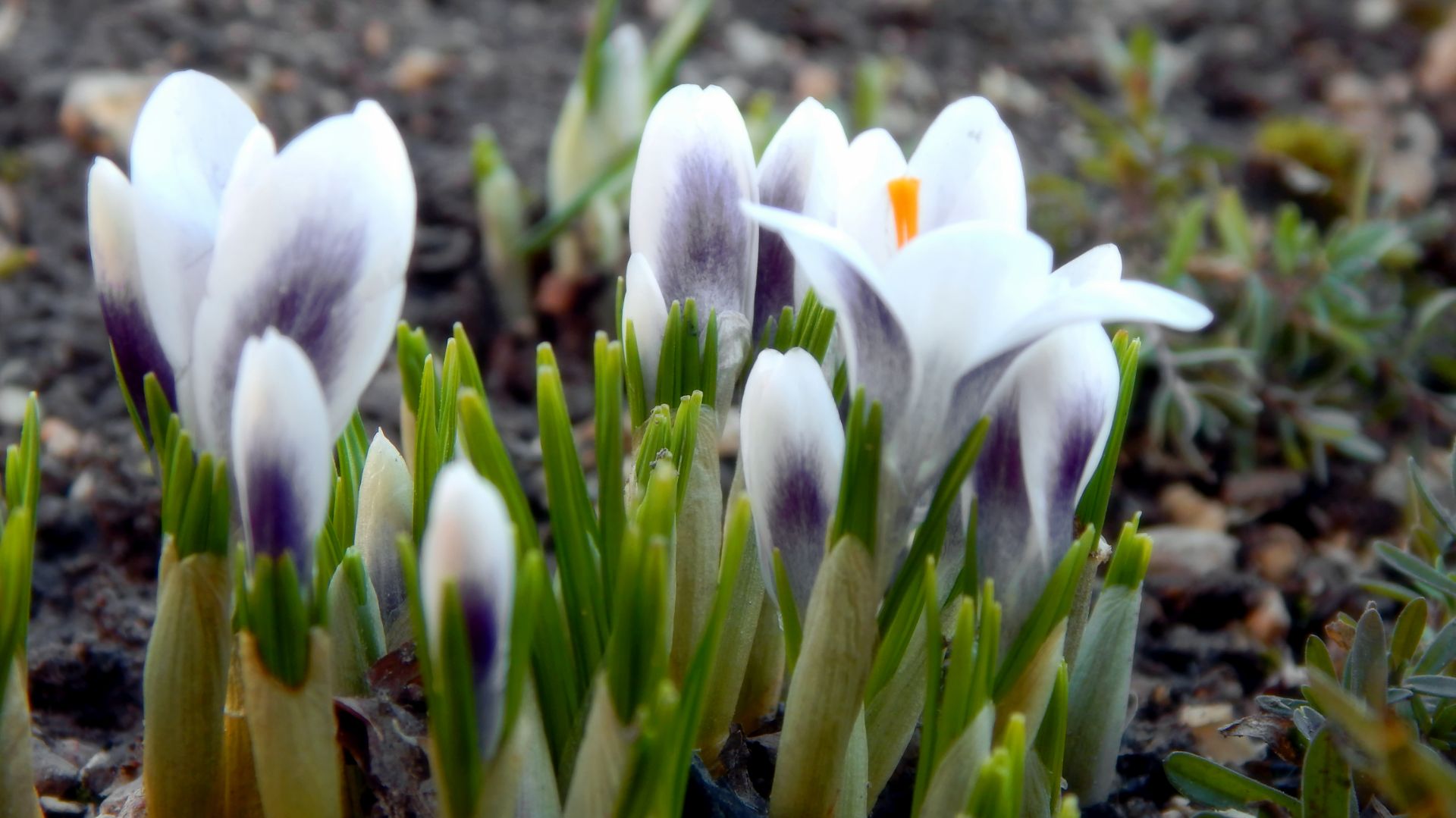 Март Архангельская область