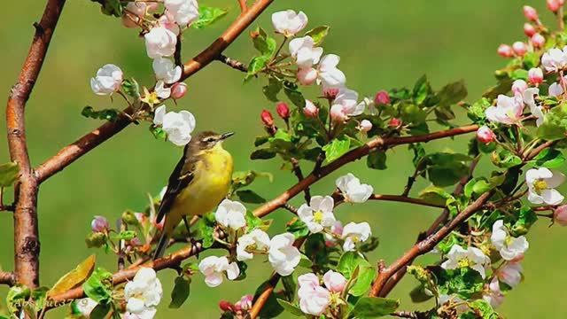 Музыка для релакса _ Частота счастья 432 Гц со звуками природы