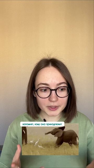 Факт 94. Что вы могли не знать о слонах. Подписывайся, узнаешь кучу необычных фактов про животных!