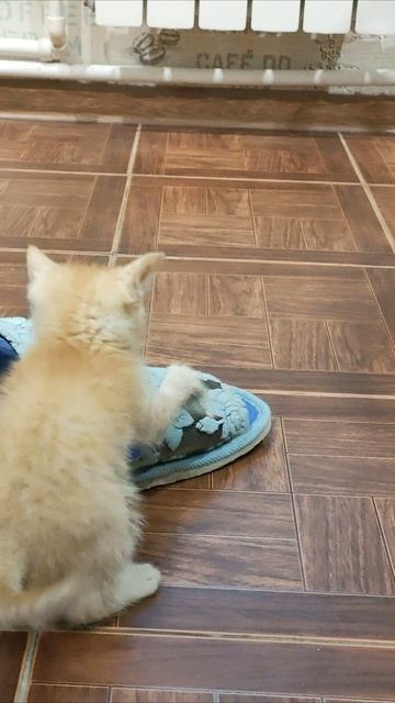 Я поеду в тапочках. Кошки и котята