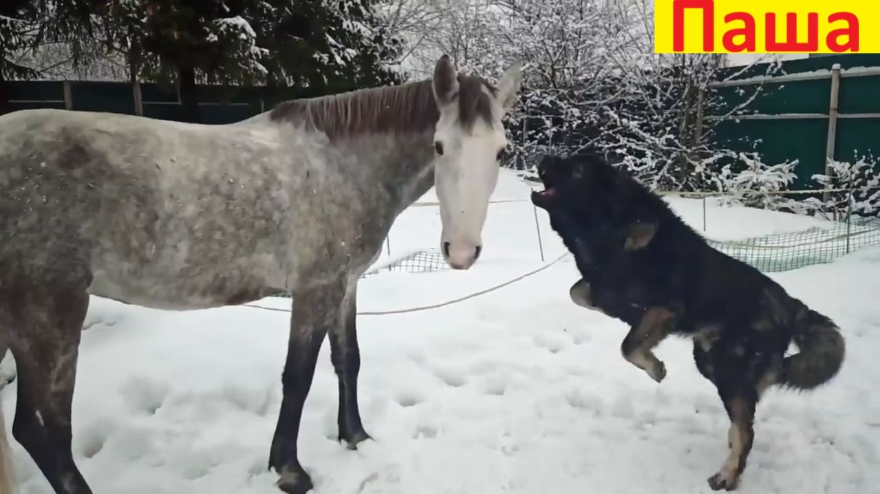 Игры лучших друзей