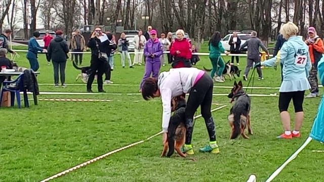 ЩЕНКИ СУКИ / КЧК КРАСНОДАР 28 марта`26 З.Данильченко Моно немецких овчарок