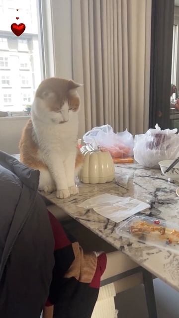 Дай конфетку.😻Веселые котики. Коты хулиганы! Невероятные трюки! #кот #хулиган #трюк #смех #short