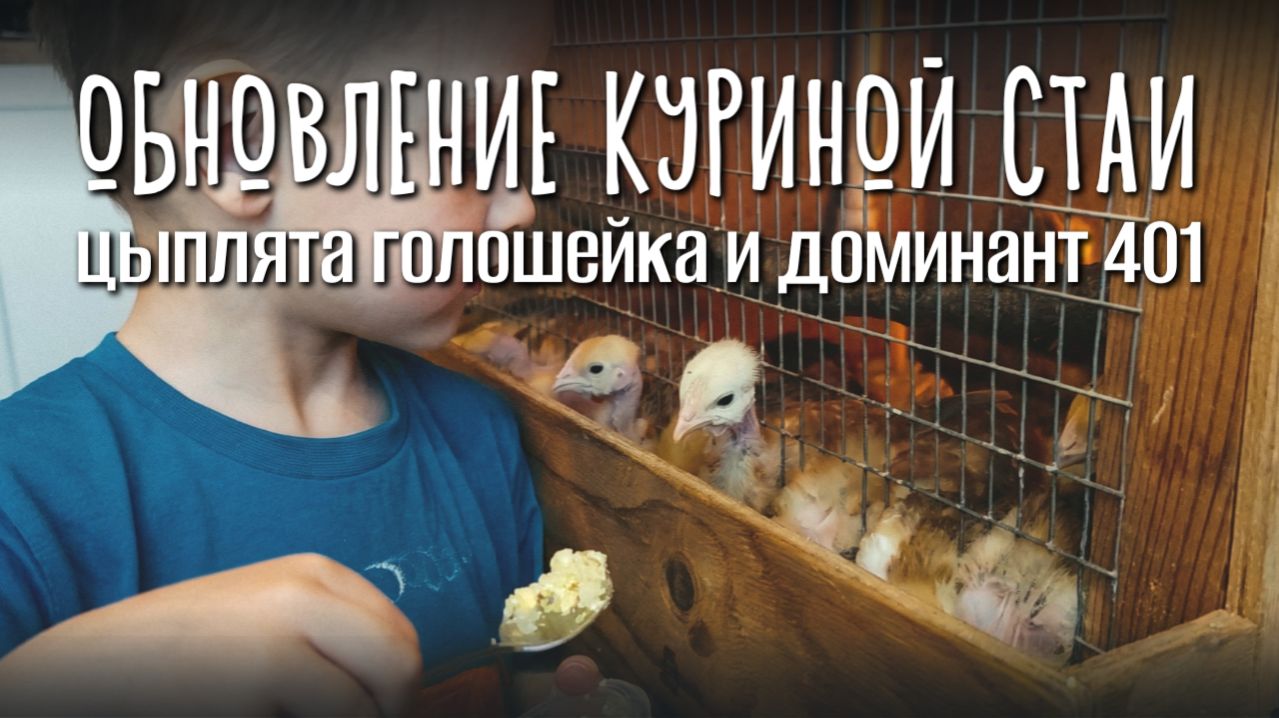 ОБНОВЛЕНИЕ куриной стаи: цыплята голошейка и доминант 401 🐔🐥🐓