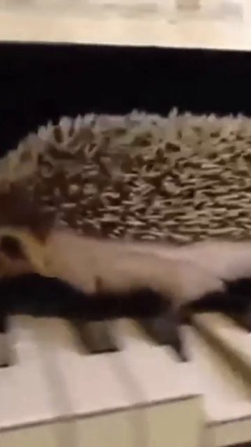 КОМПОЗИТОР...