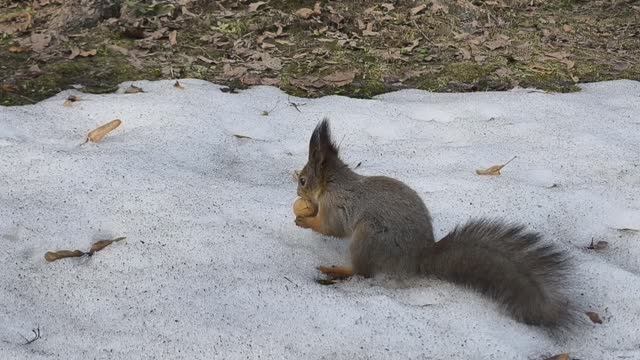 Белочки и орешки. Забавные белки. Март 2026