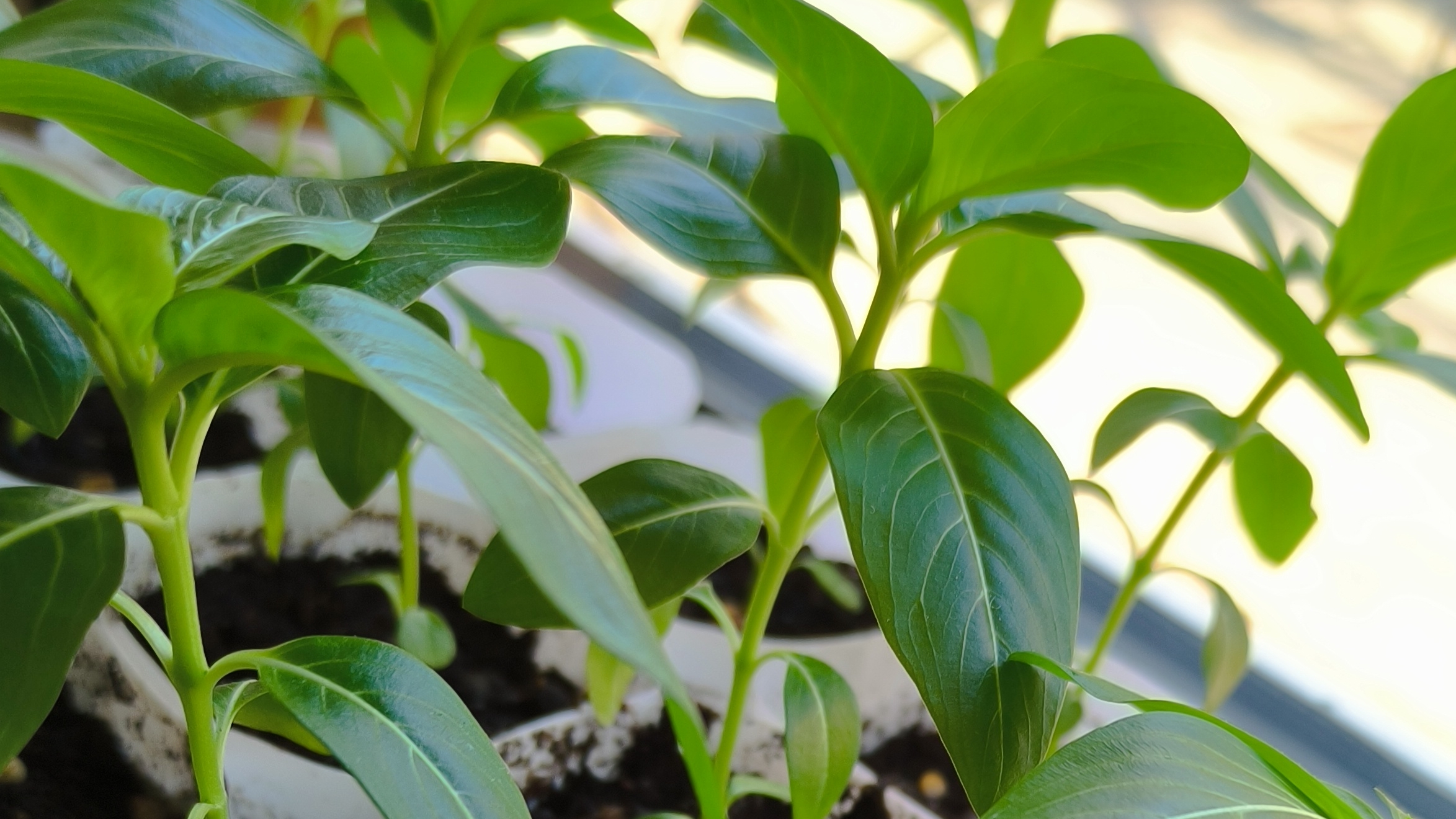 Петунии, катарантусы и гелиотроп 29 марта 2026