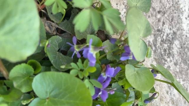 ДНР. Харцызск. Цветы у дома. 28.03.2026. Фиалки