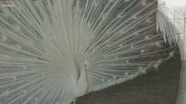 Страусы, павлины, петухи и курицы. Зоопарк.mp4