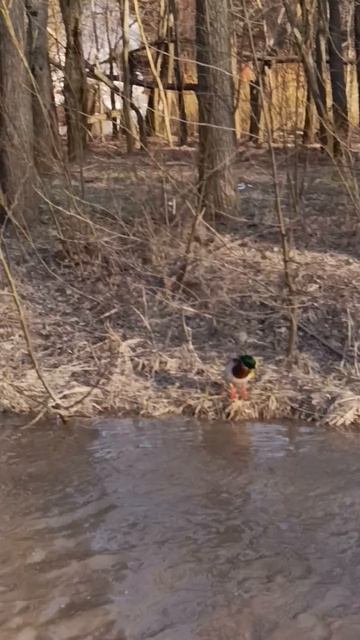 Утки на пруду. Москва Чертаново