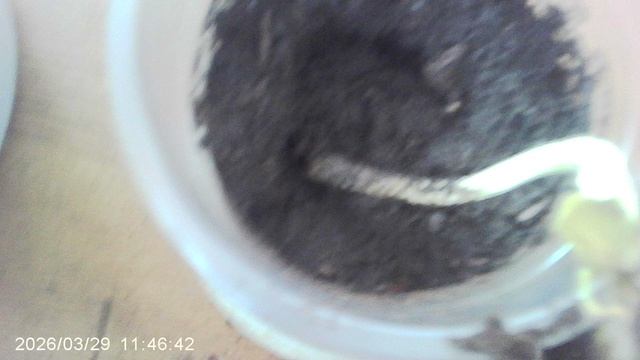 Обзор и полив ростка тыквы  сорта "Богатырская сила", пересаженного в горшок из утробы тыквы