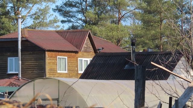 Ворона собирает листья.