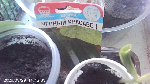 Обзор и полив кабачкового растения февральской посадки. Сорт "Чёрный Красавец"