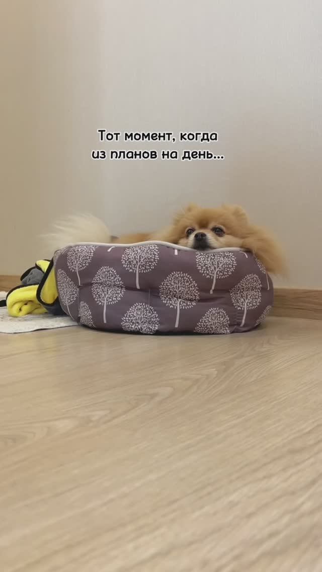 Счастливые планы на день!