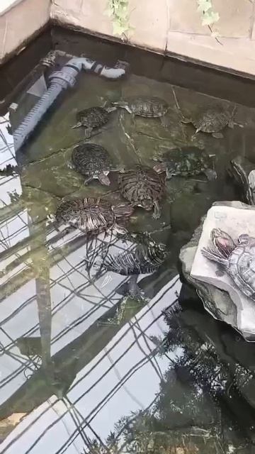 🥰 В ботаническом саду , как  в волшебной сказке (ч.3)🐢🐠🐟