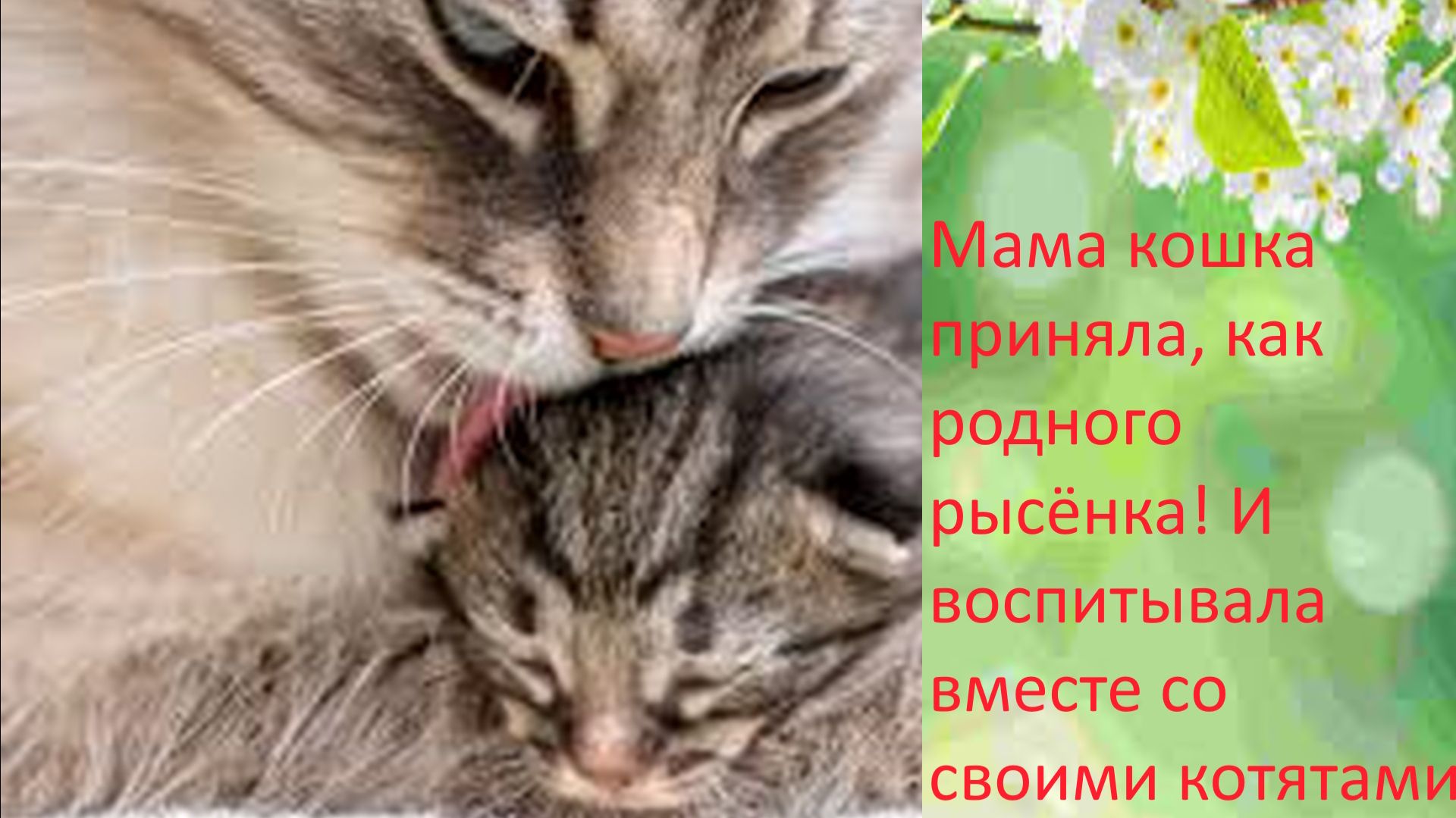 Вторая мама для рысёнка.