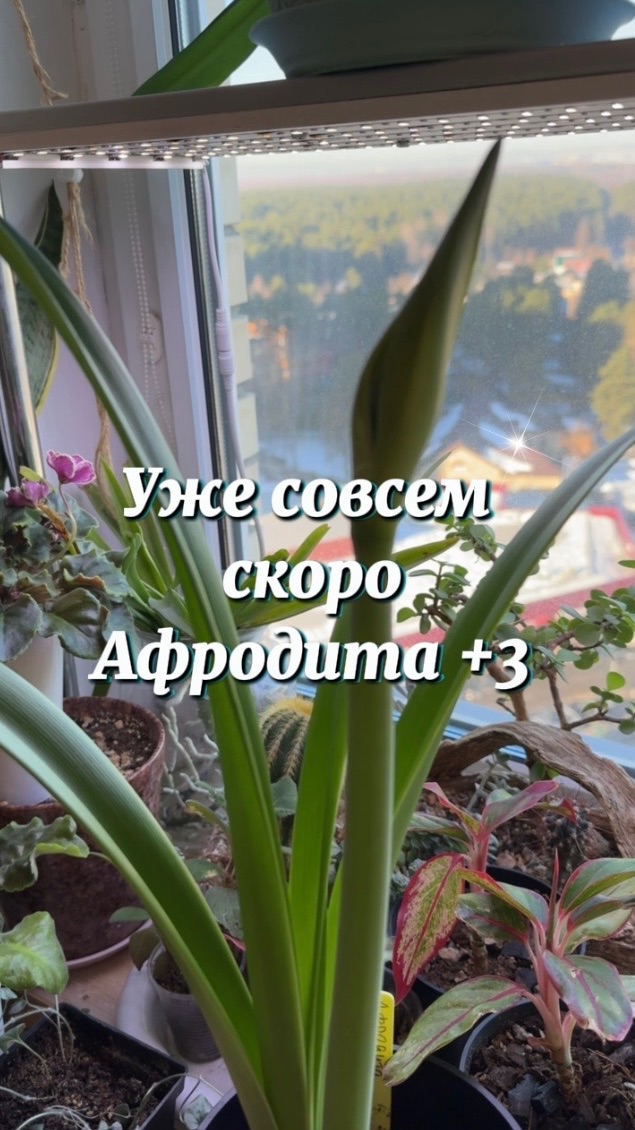 Афродита вот-вот зацветёт. Её догоняют ещё 3 гиппеаструма