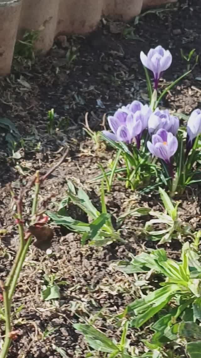 Первые цветочки у меня в садочке