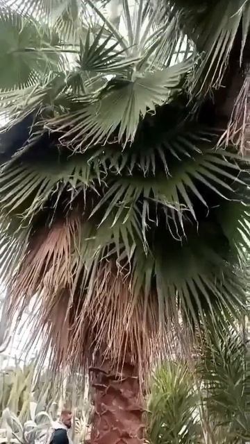 😍 Выходные в ботаническом саду🌴🌵г.Кемерово (ч.1)🍊🍋