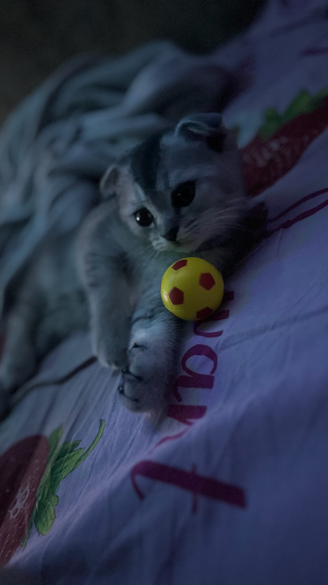 Я подарю тебе кота (лирика)