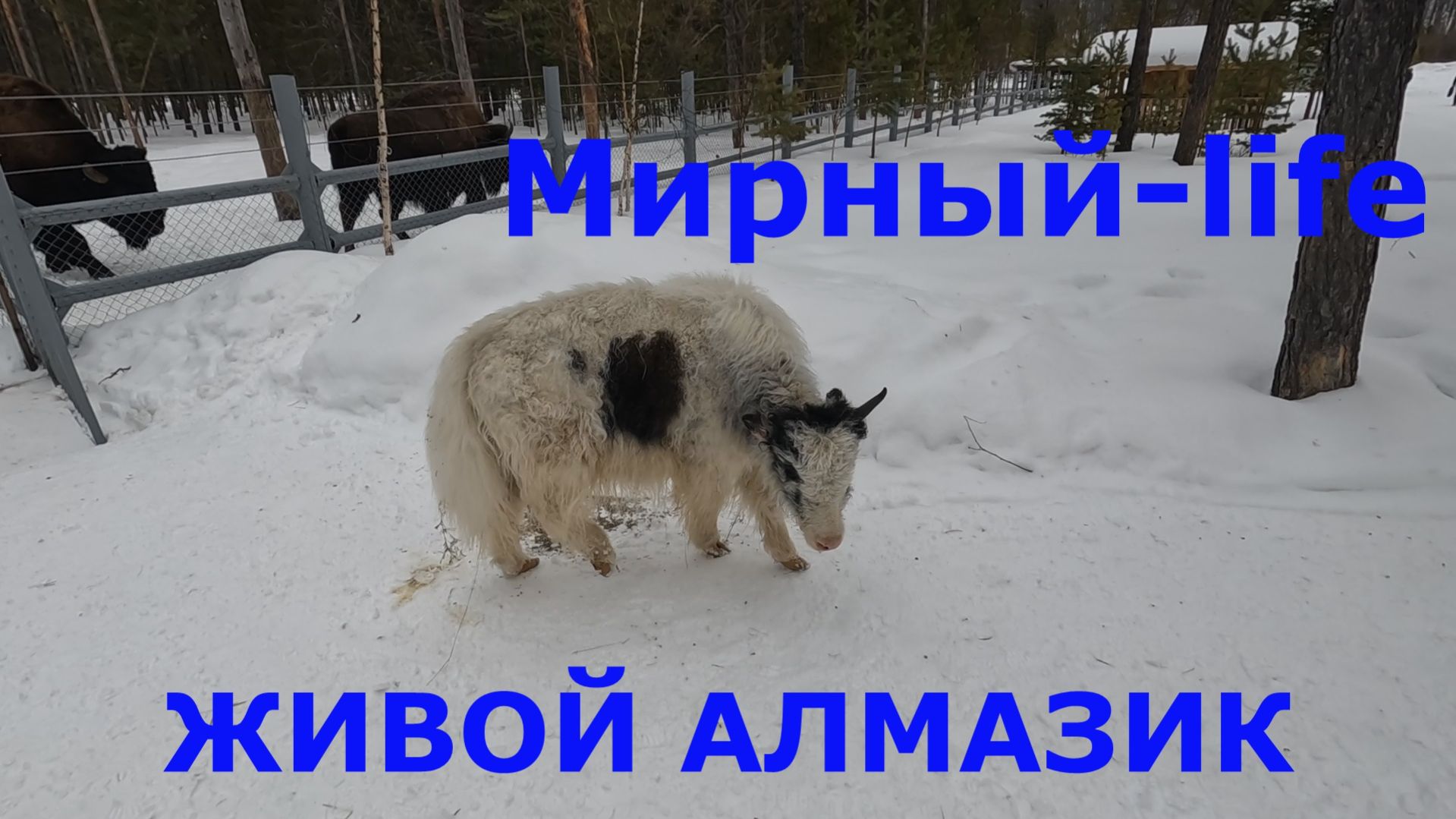 Ожившие сокровища: День в парке «Живые алмазы»