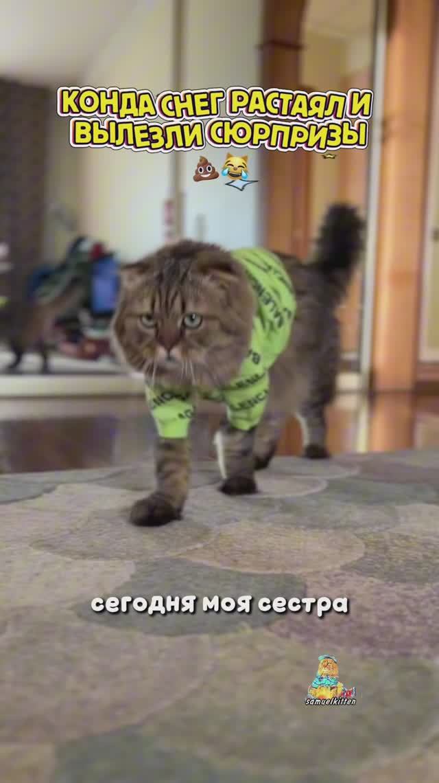 Когда снег растаял и вылезли сюрпризы💩👟😹 #котики #юмор #приколы #смешныекоты