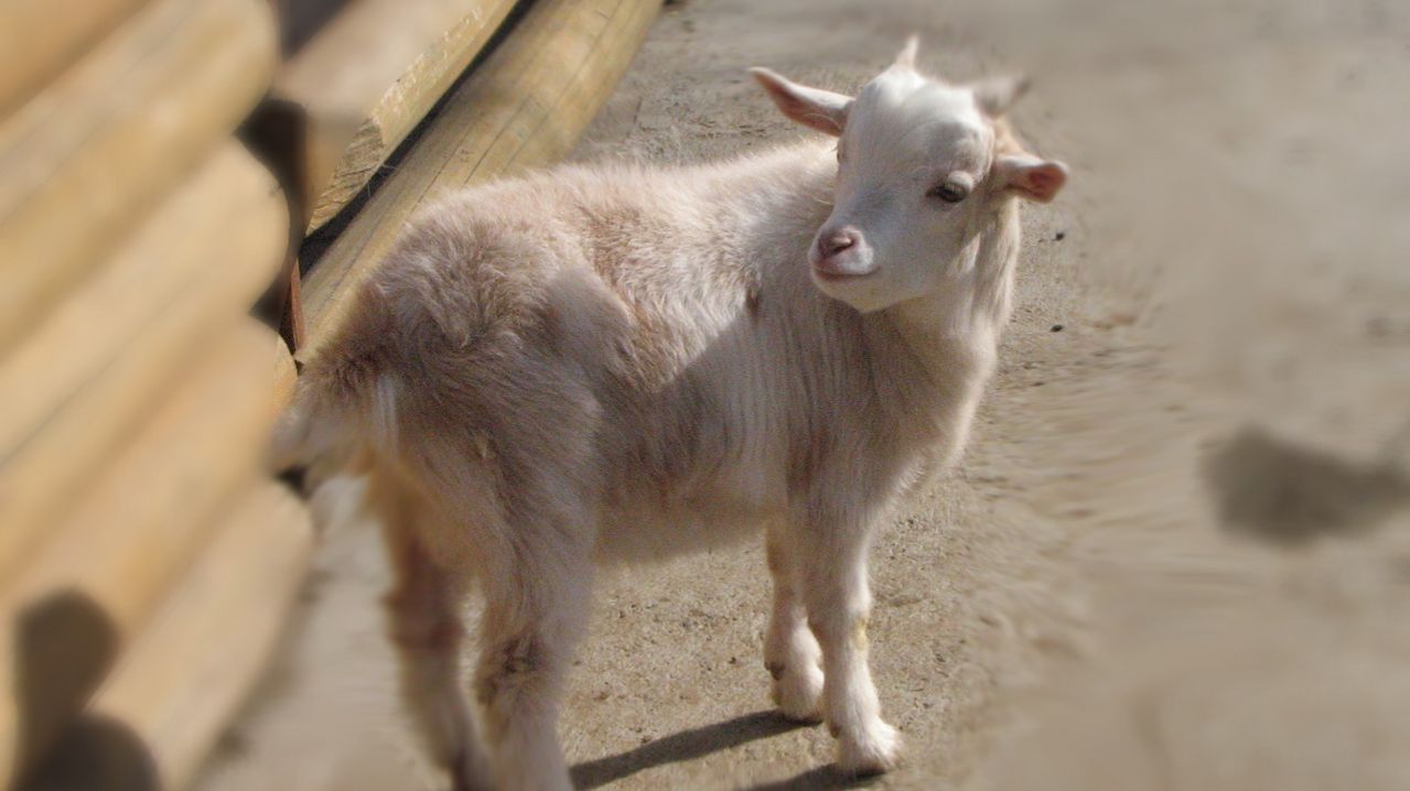 «И БУДЕТ ПАСХА, ПАСХА! ПЕЙТЕ И ЯДИТЕ!» Клип моей песни, снят в зоопарке Лимпопо на Страстной неделе