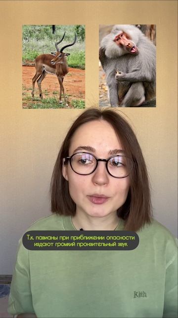 Зачем обезьяне дружить с импалой? Раскрываем секреты! Подпииисывайся