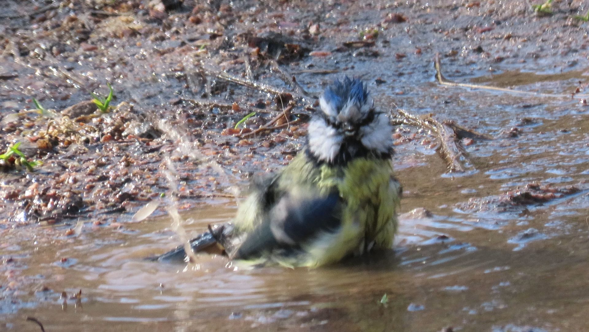 Лазоревка - водные процедуры, Крылатское, 29 марта 2026