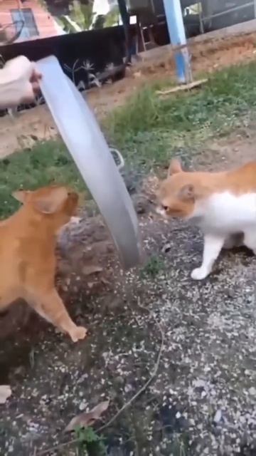 Мартовские котяры!!! #кошка #кот #киса #киска #мартовскиекоты #ужас #страх #шар #котяра #страшно#шок